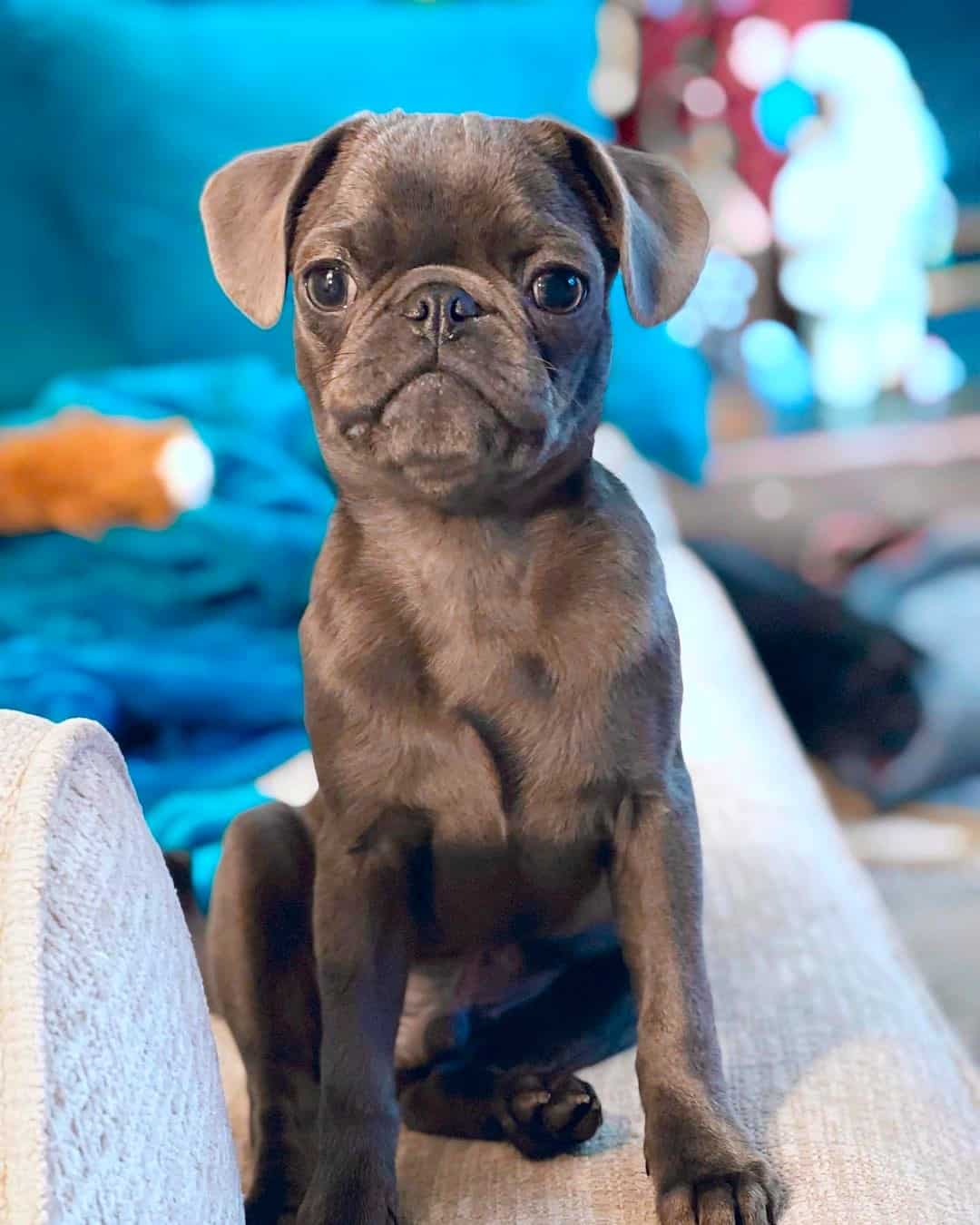 Blue Pug – Facts, Genetics, Health & More (With Pictures!)