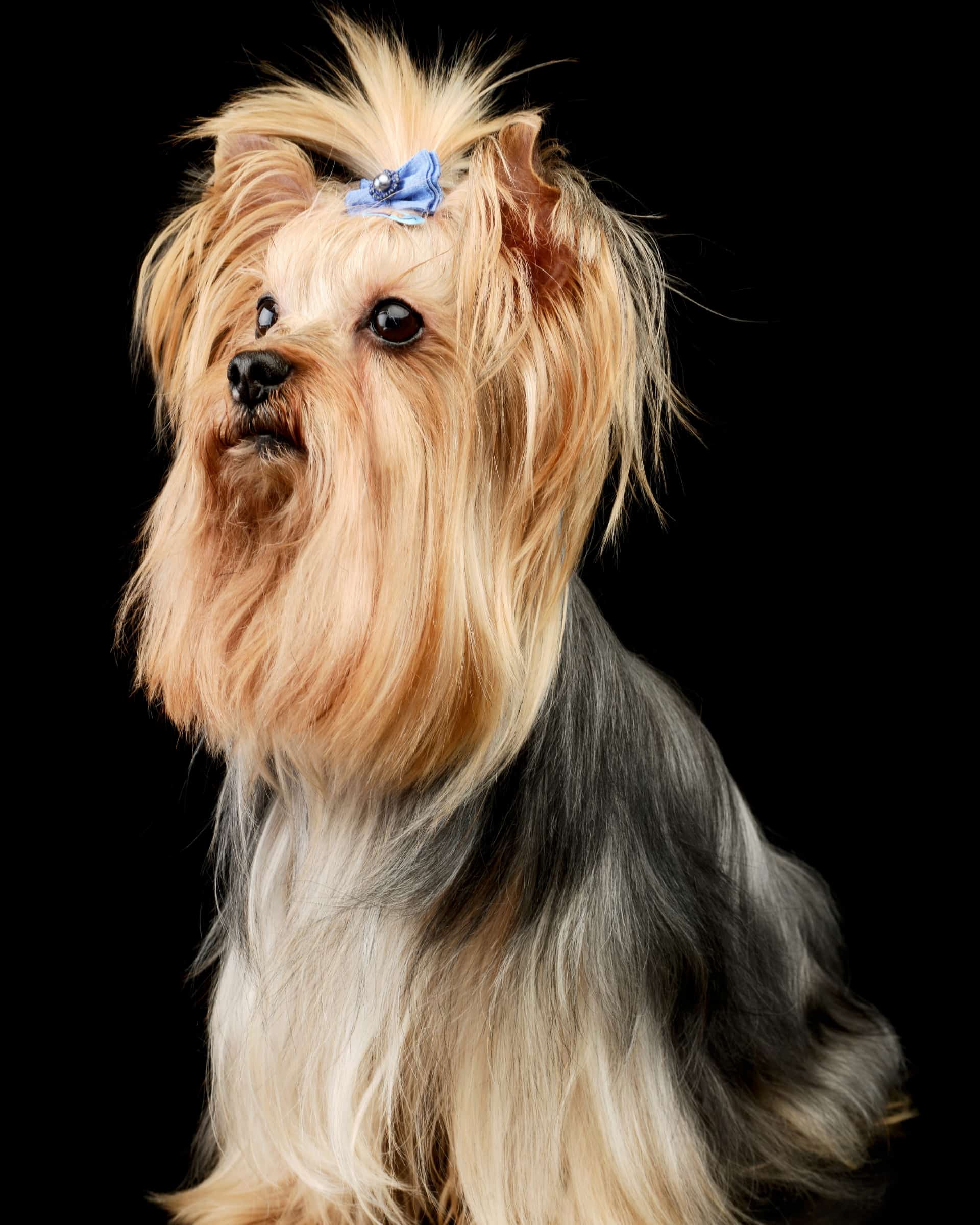 Yorkie Colors: 8 Coat Color Variations Explained (With Photos)