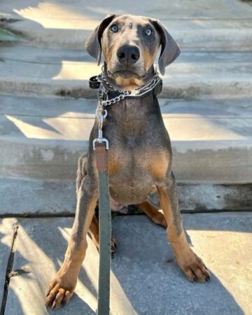 9 Doberman Colors With Pictures (Common & Rare Colors)