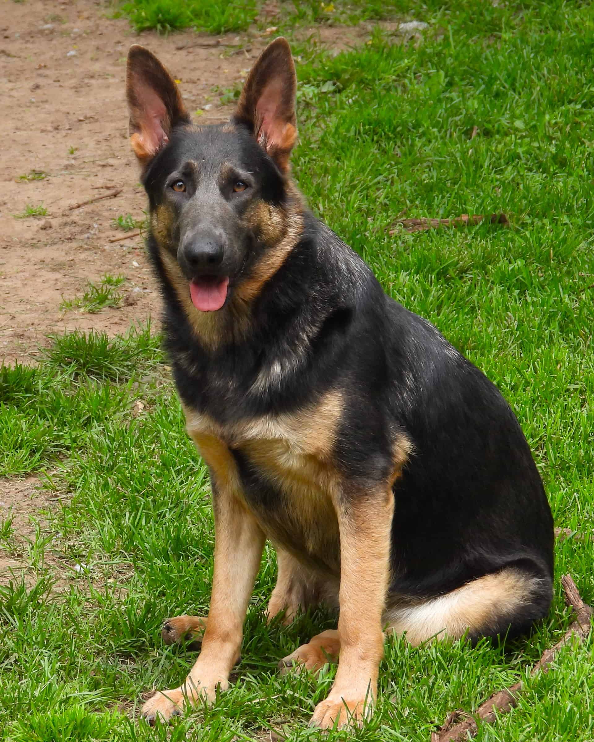 21 German Shepherd Colors & Markings (With Pictures!)