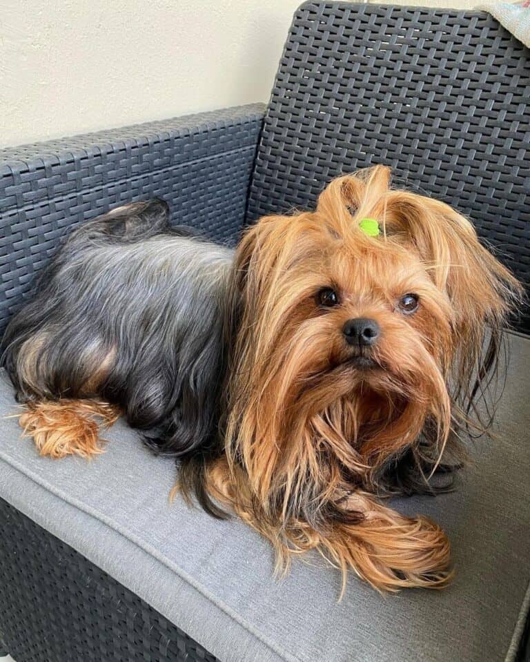 Yorkie Colors: 8 Coat Color Variations Explained (With Photos)