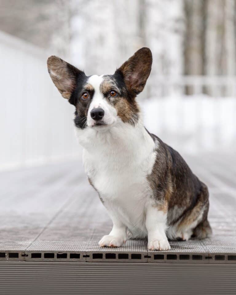 16 Corgi Colors and Markings (With Pictures)