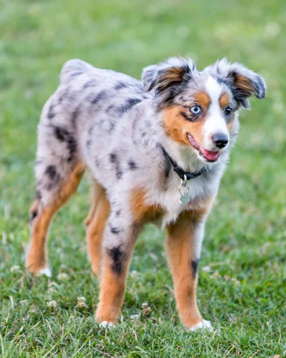 16 Australian Shepherd Colors Patterns With Pictures 