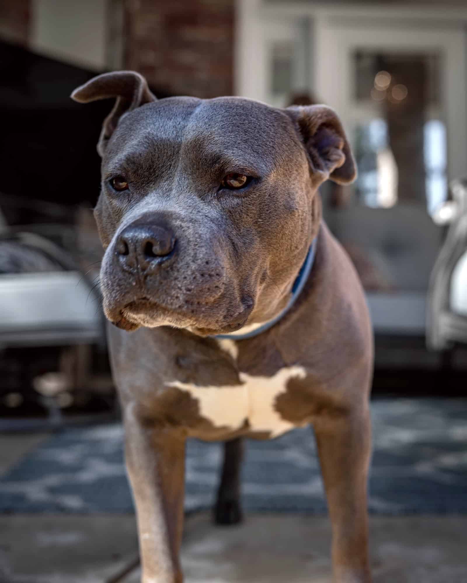 16 American Bulldog Colors & Markings (With Pictures)