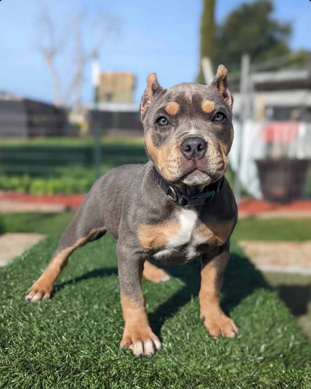 Tri-Color Pitbull – Breed Info, Pictures, Genetics & Facts