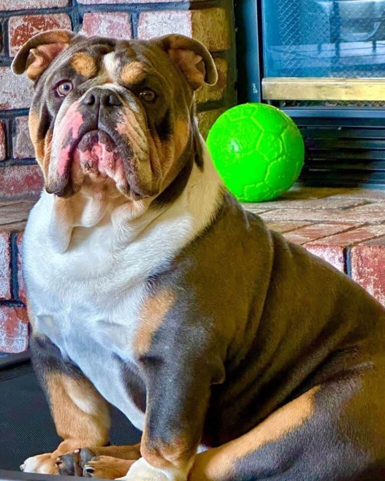 Tri-Color English Bulldog: Breed Info, Pictures, Traits & Facts