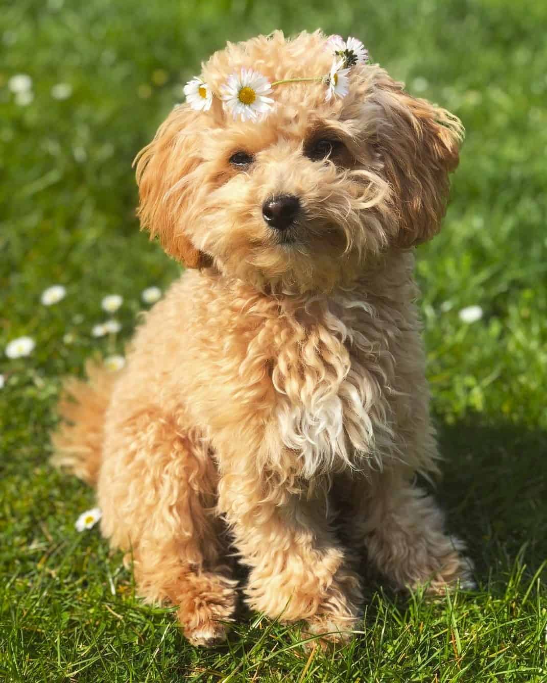 18 Best Mini Doodle Breeds for Tiny Dog Lovers (With Pictures)