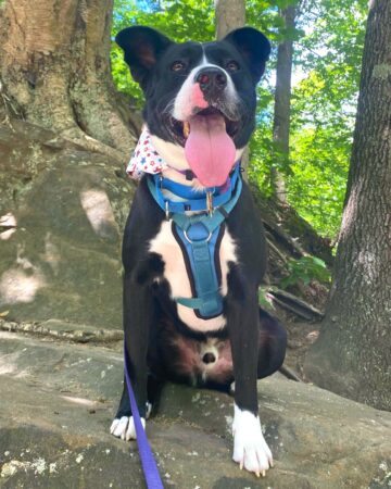 Border Collie Pitbull Mix: Info, Pictures, Traits & Facts