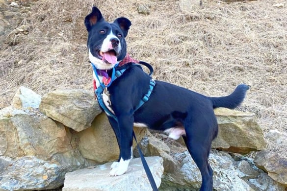 Border Collie Pitbull Mix: Info, Pictures, Traits & Facts