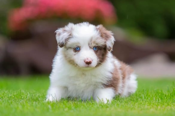 10 Best Bichon Frise Breeders (2025 Updated)