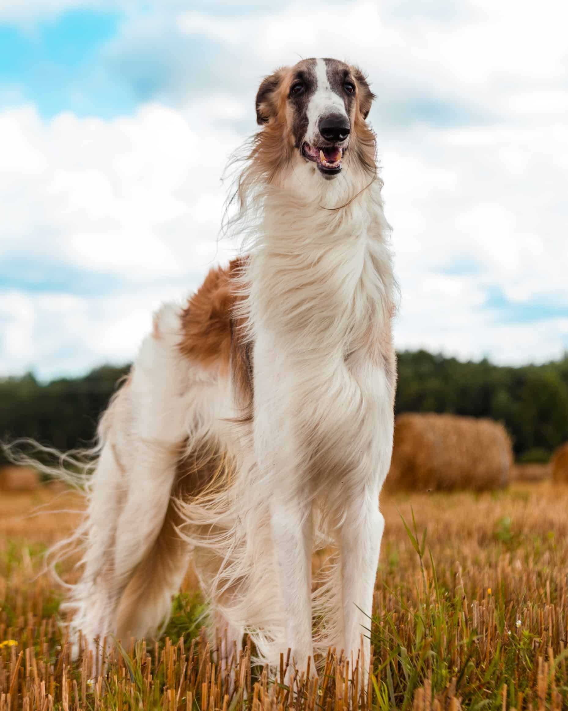 20 Best Tall Skinny Dog Breeds (With Pictures)