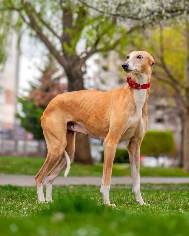 18 Long Nose Dog Breeds With Lovable Snouts (With Photos)