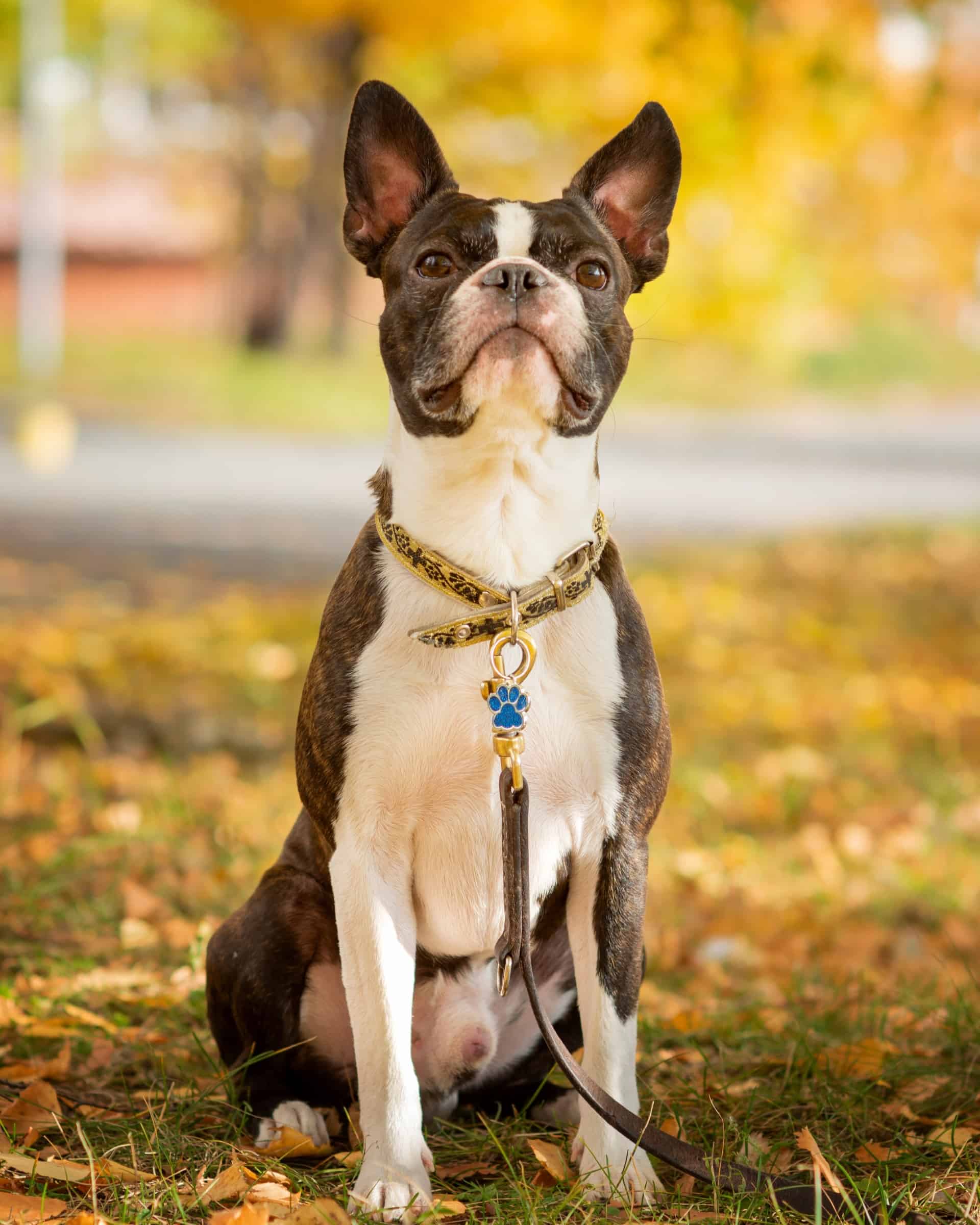 24 Small Dog Breeds With Short Hair (Low Grooming Needs)