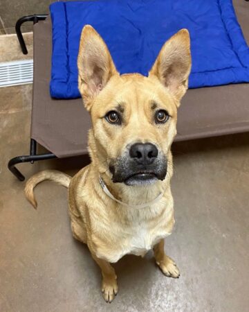 Black Mouth Cur Boxer Mix: Info, Pictures, Traits & Facts