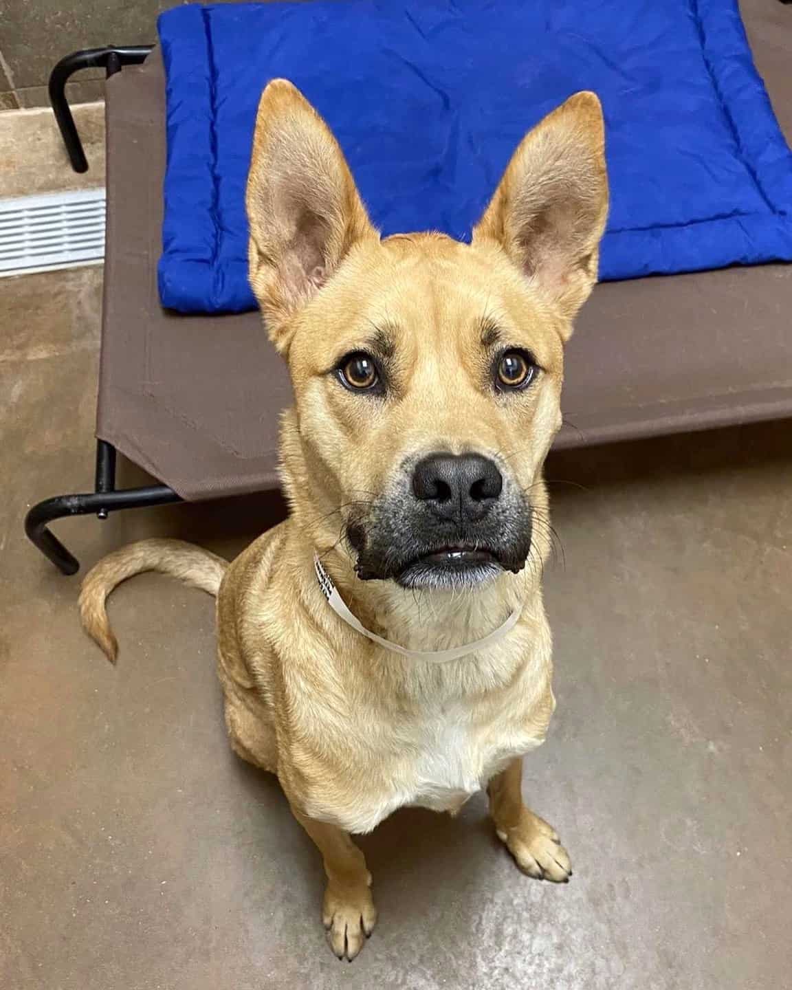 Black Mouth Cur Boxer Mix: Info, Pictures, Traits & Facts