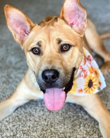 Black Mouth Cur Boxer Mix: Info, Pictures, Traits & Facts