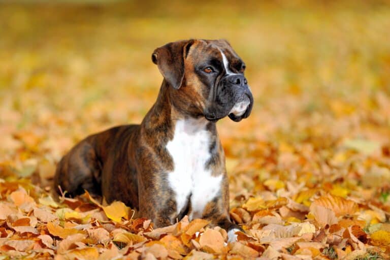 10 Best Boxer Dog Breeders (2025 Updated)