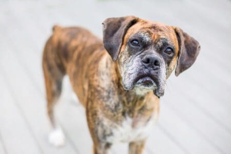 Are Boxer Dogs Aggressive? Causes of Aggression & What to Do