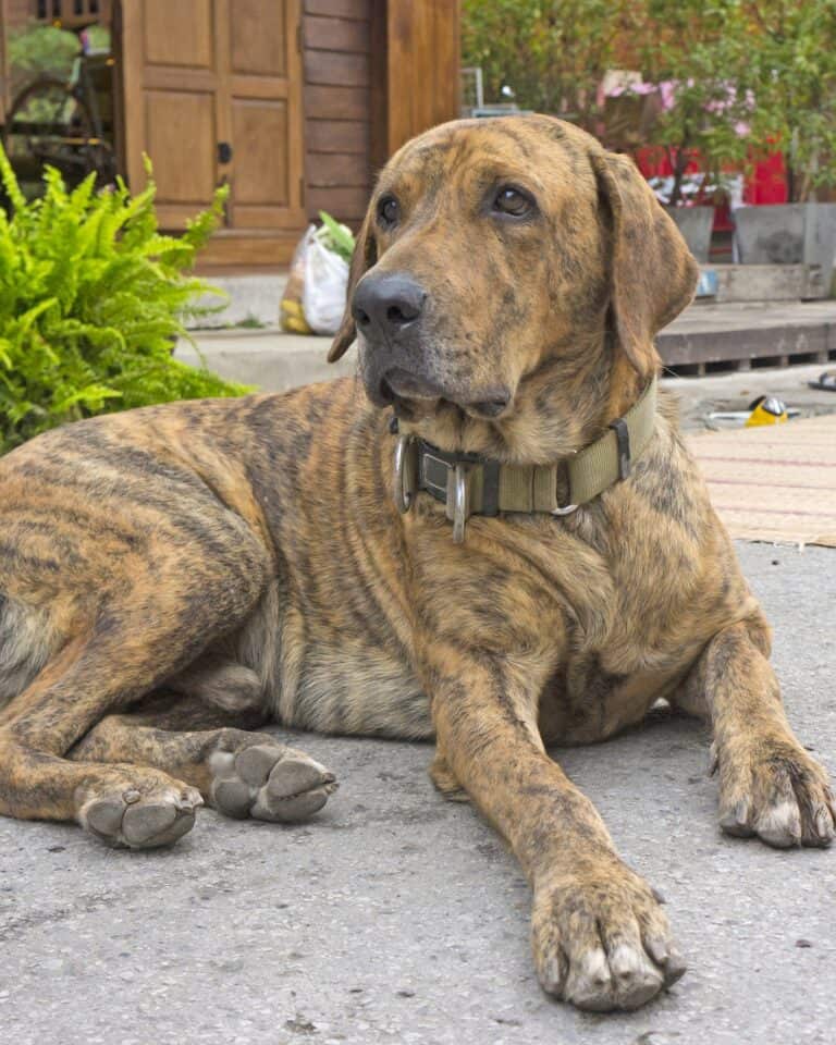 13 Labrador Retriever Colors & Patterns (With Pictures!)