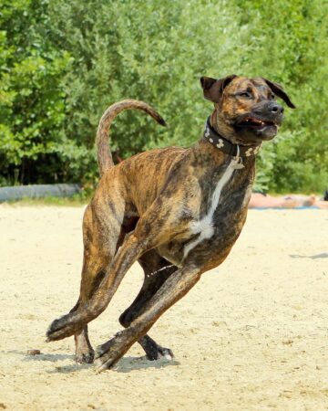 13 Rhodesian Ridgeback Colors & Markings (With Pictures)