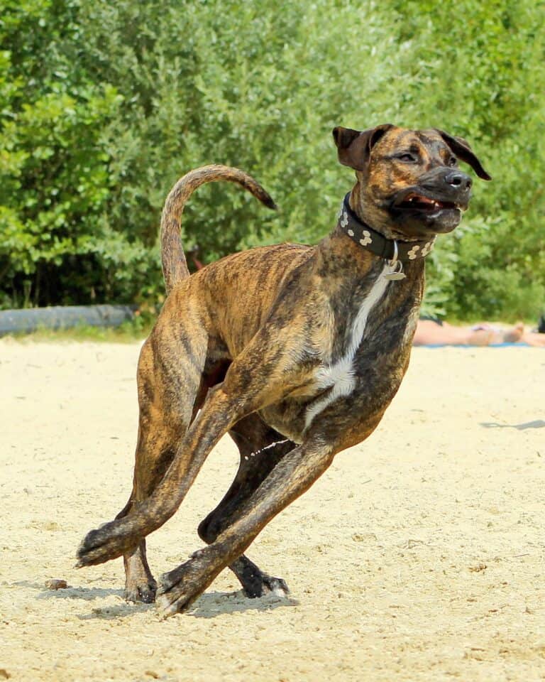 13 Rhodesian Ridgeback Colors & Markings (With Pictures)