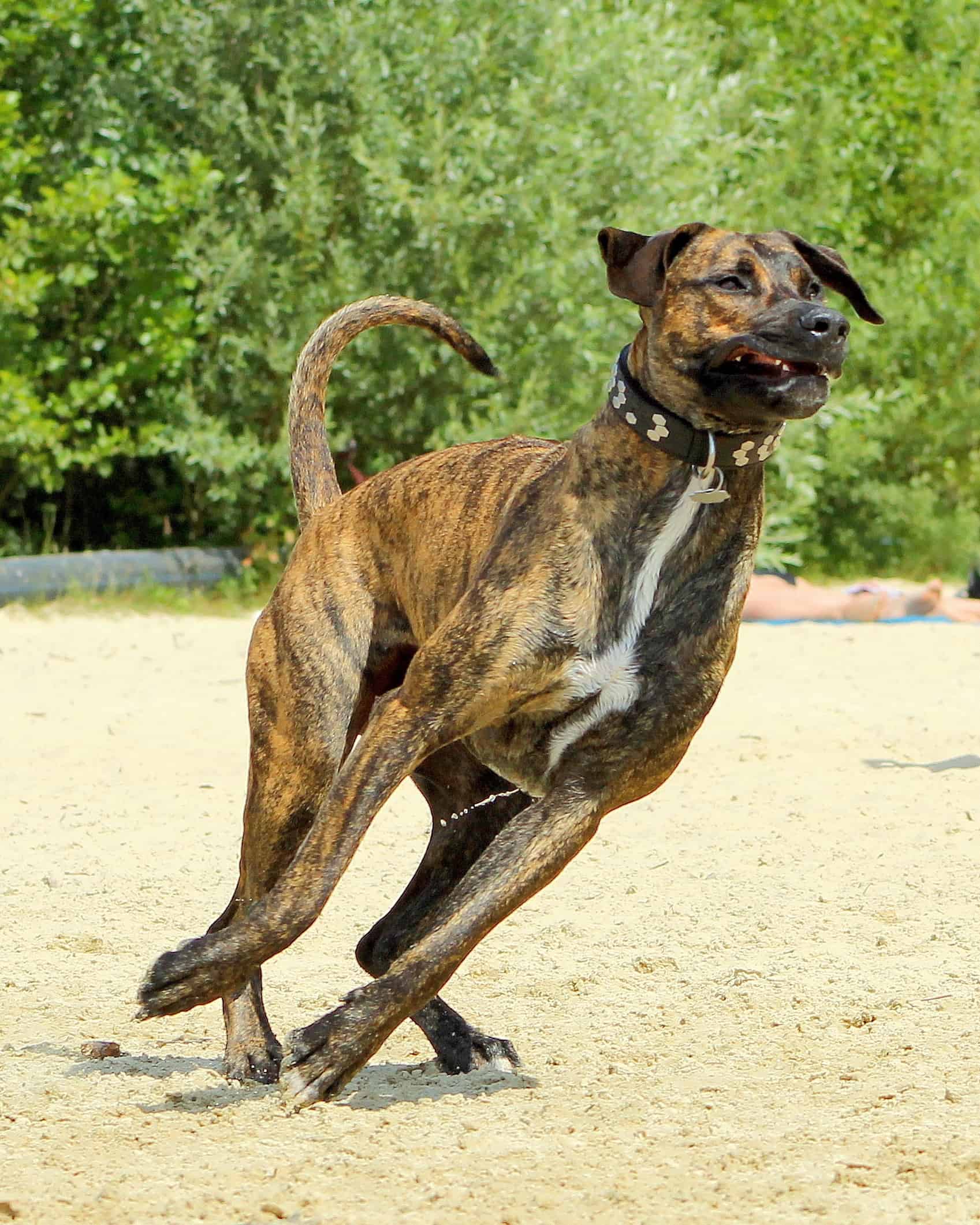 13 Rhodesian Ridgeback Colors & Markings (With Pictures)