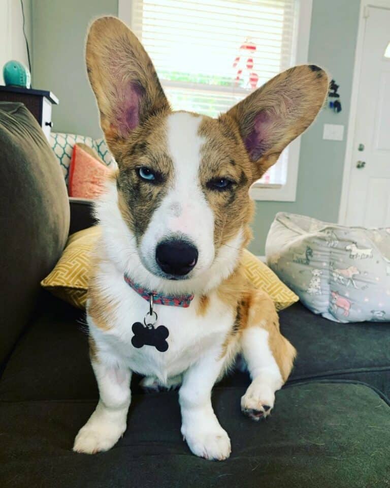 16 Corgi Colors and Markings (With Pictures)