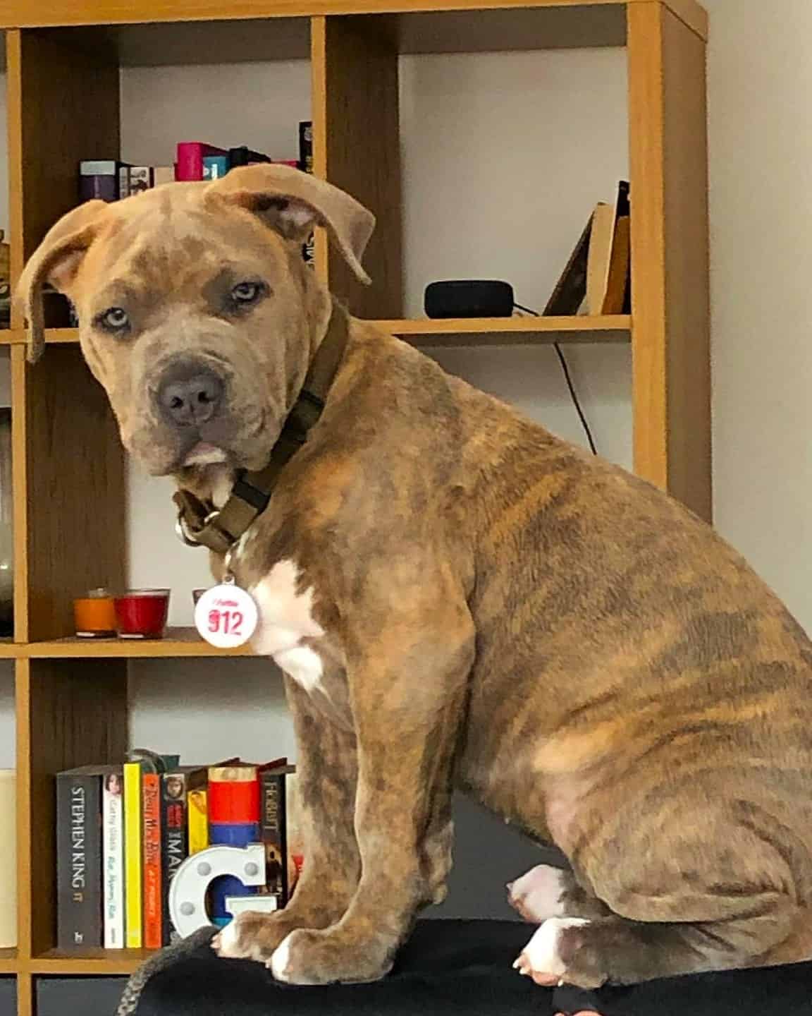 8 Different Types of Tri-Color Bully (With Pictures)