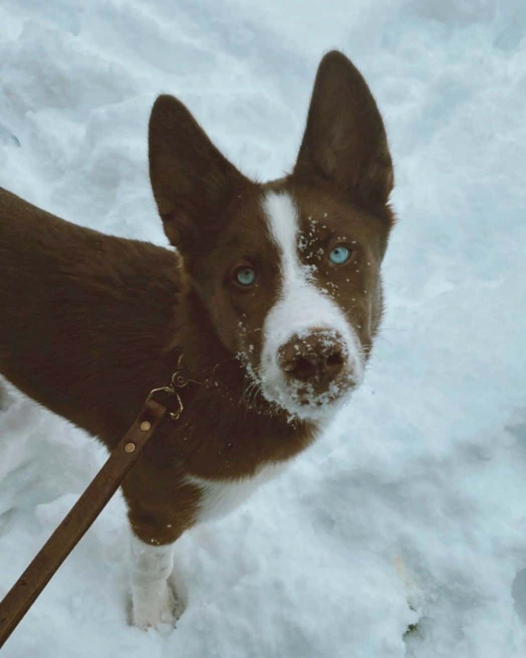 20 Siberian Husky Colors, Markings & Patterns (With Pictures)