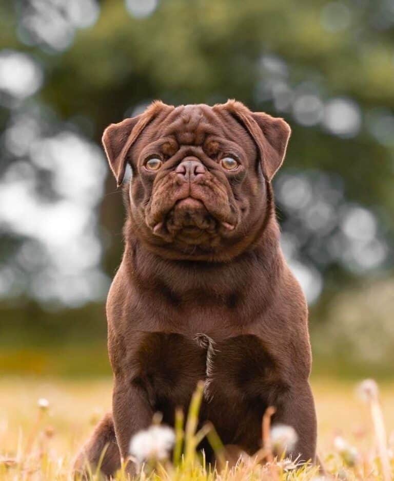 Brown Pug – Facts, Genetics, Health & More (With Pictures!)