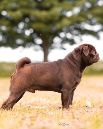 Brown Pug – Facts, Genetics, Health & More (With Pictures!)