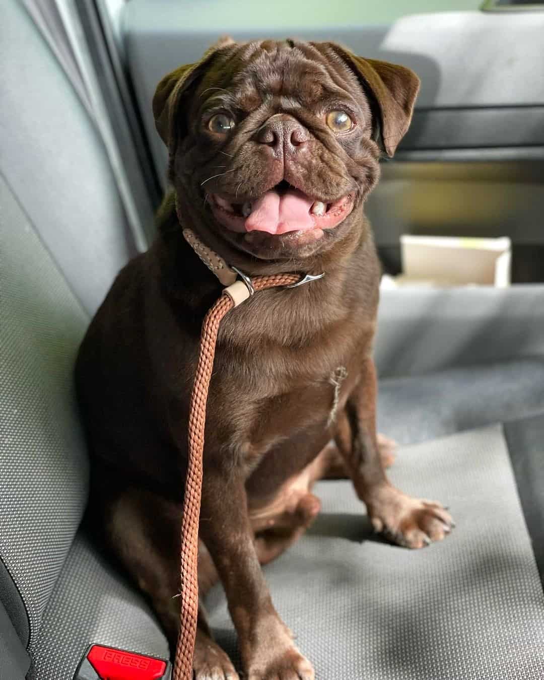 Brown Pug – Facts, Genetics, Health & More (With Pictures!)