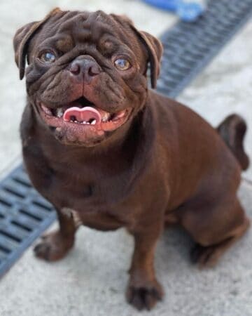 Brown Pug – Facts, Genetics, Health & More (With Pictures!)