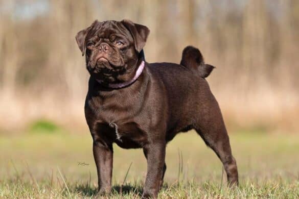 Silver Pug: Info, Genetics, Traits & Facts (With Pictures)