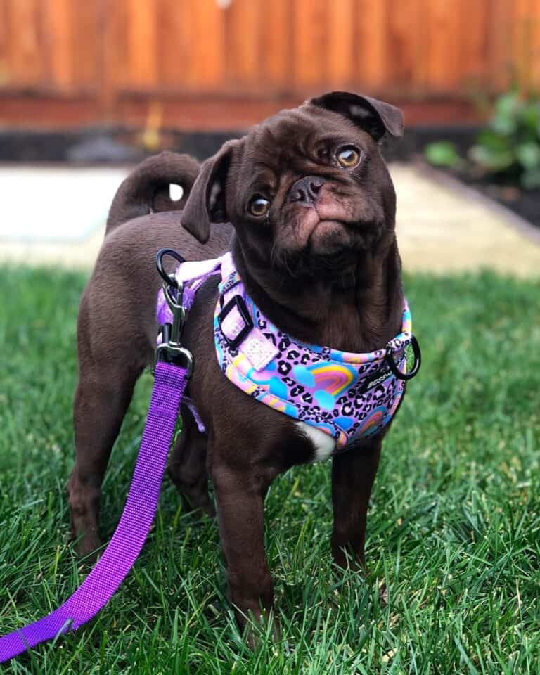 Brown Pug – Facts, Genetics, Health & More (With Pictures!)