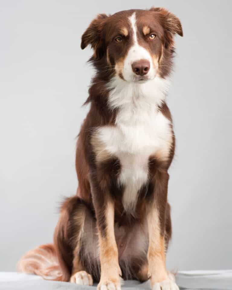 Top 37 Brown and White Dog Breeds (With Pictures)