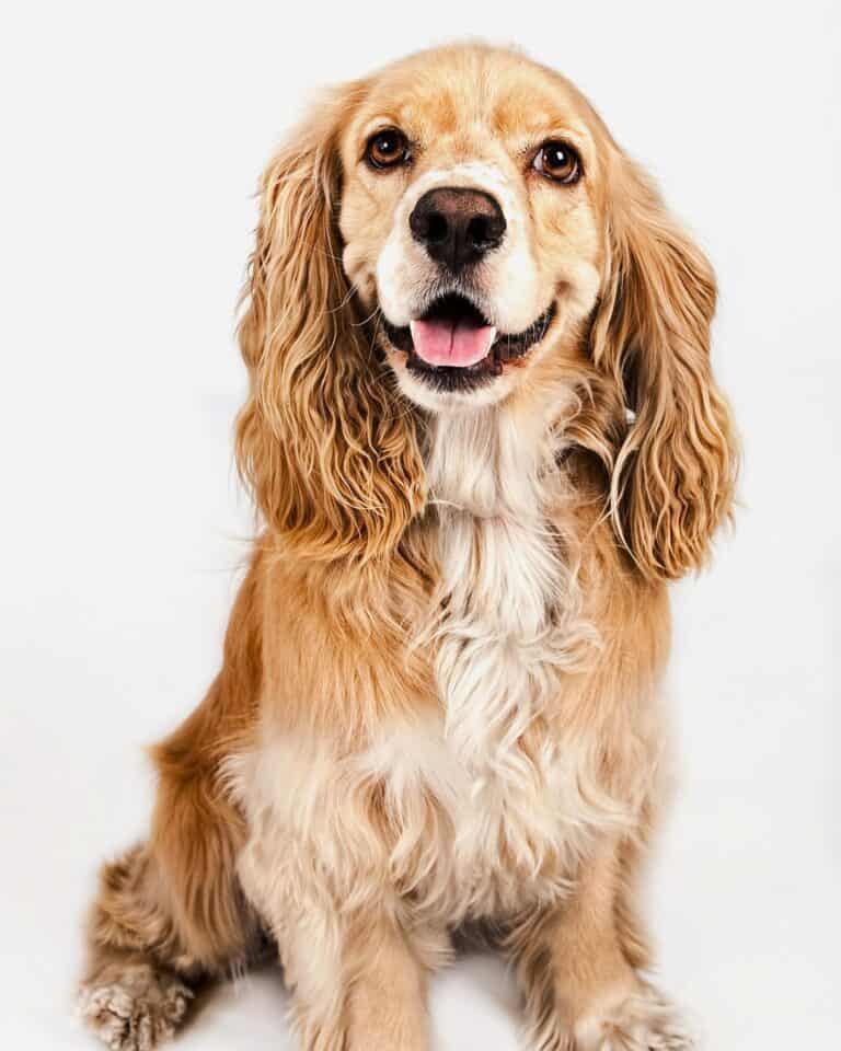 Top 37 Brown and White Dog Breeds (With Pictures)