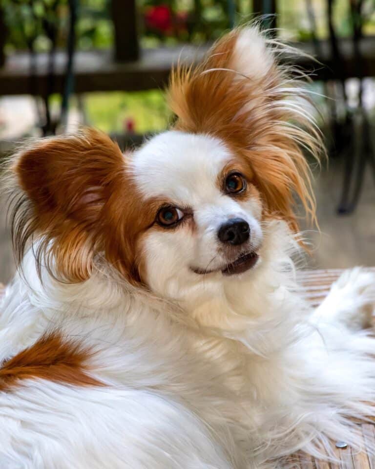 15 Papillon Colors & Markings (With Pictures)