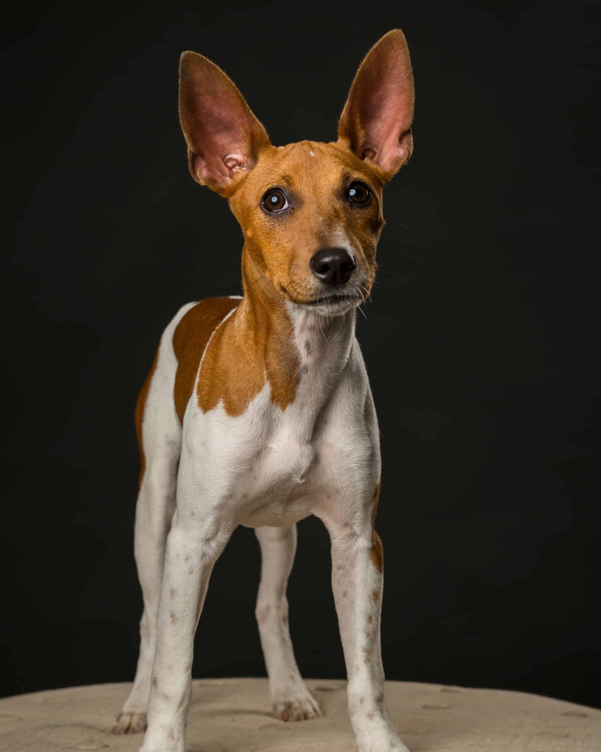 Top 37 Brown and White Dog Breeds (With Pictures)