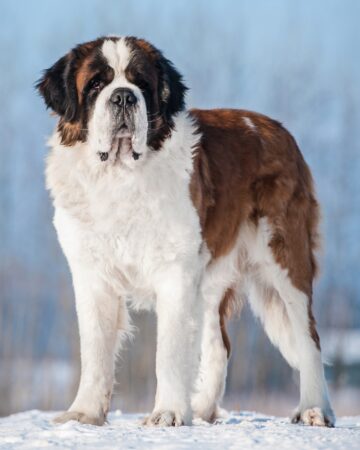Top 37 Brown and White Dog Breeds (With Pictures)