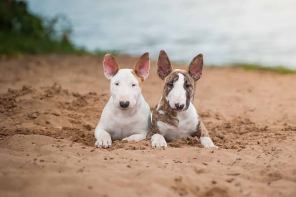 10 Best Great Pyrenees Breeders (2025 Updated)