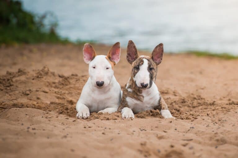 10 Best Bull Terrier Breeders (2026 Updated)