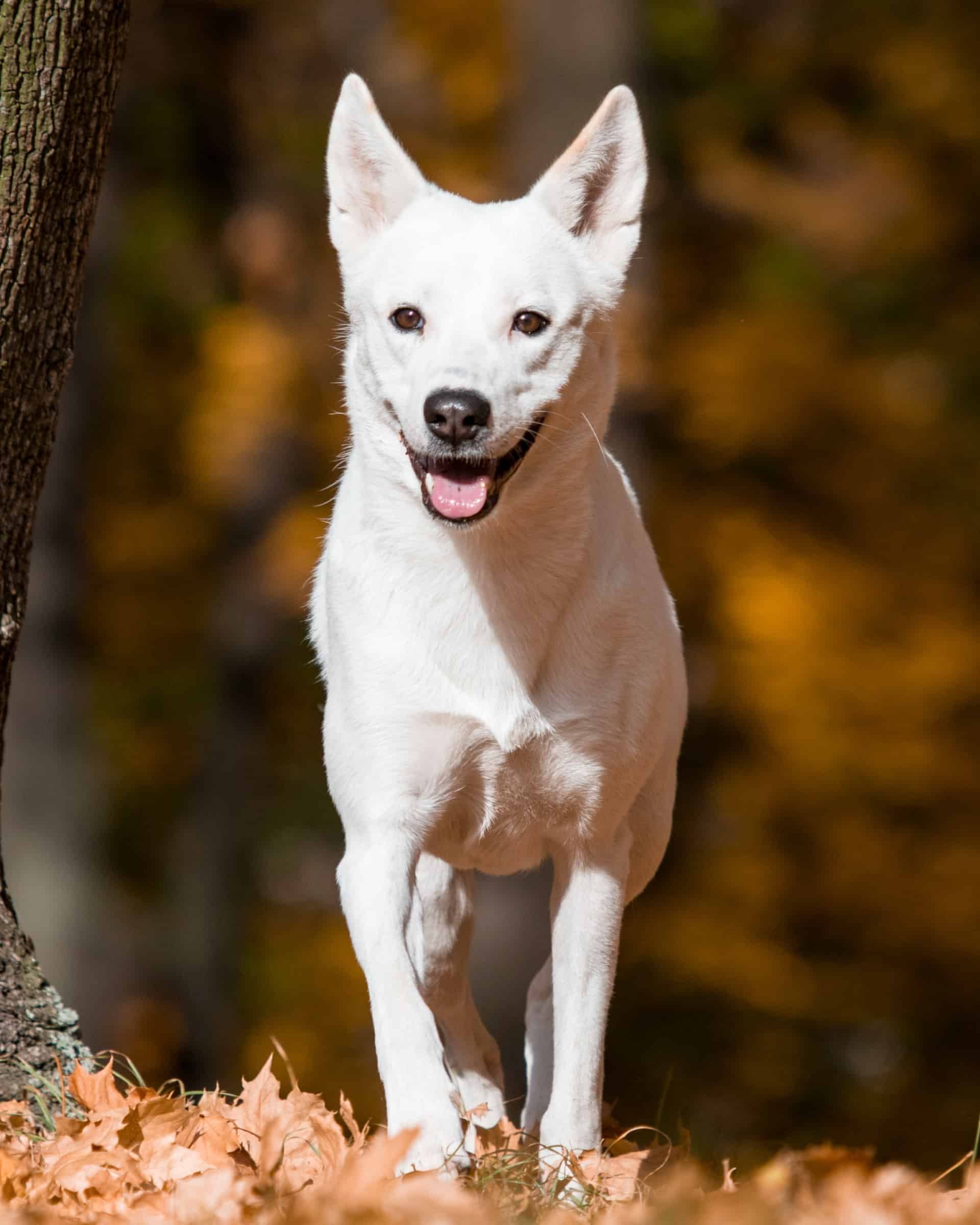35 Adorable Dog Breeds With Pointy Ears (With Pictures)