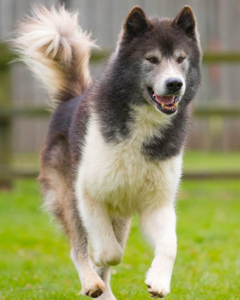 30 Dogs That Look Like Huskies (With Pictures)