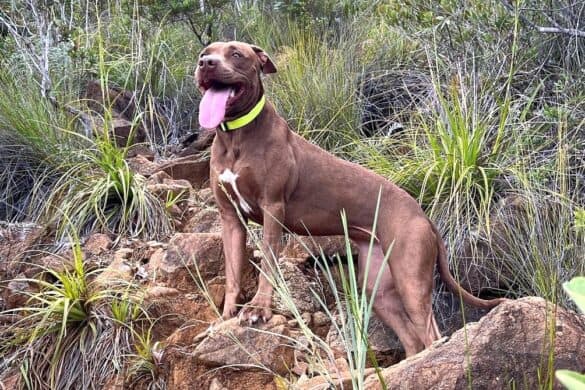 Cava-Tzu | Dog Breed Information, Pictures, Traits & Facts