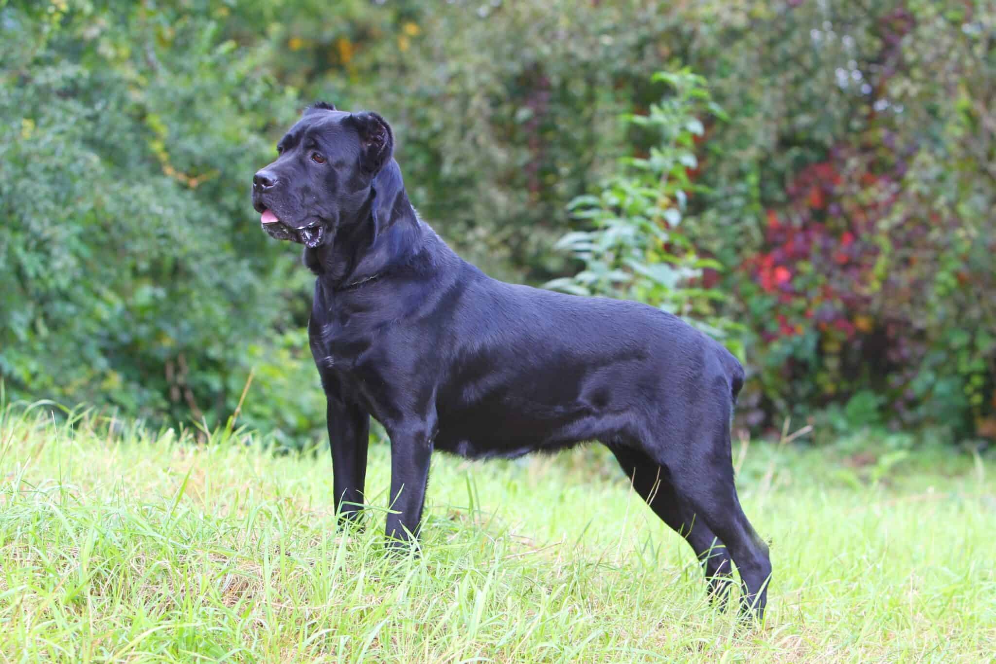 Presa Canario vs. Cane Corso: What’s the Difference?