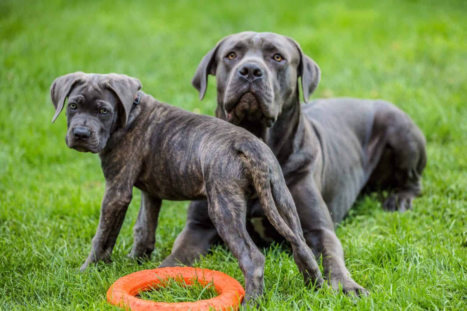 11 Cane Corso Colors and Markings (With Pictures)