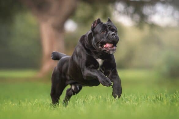 11 Cane Corso Colors and Markings (With Pictures)