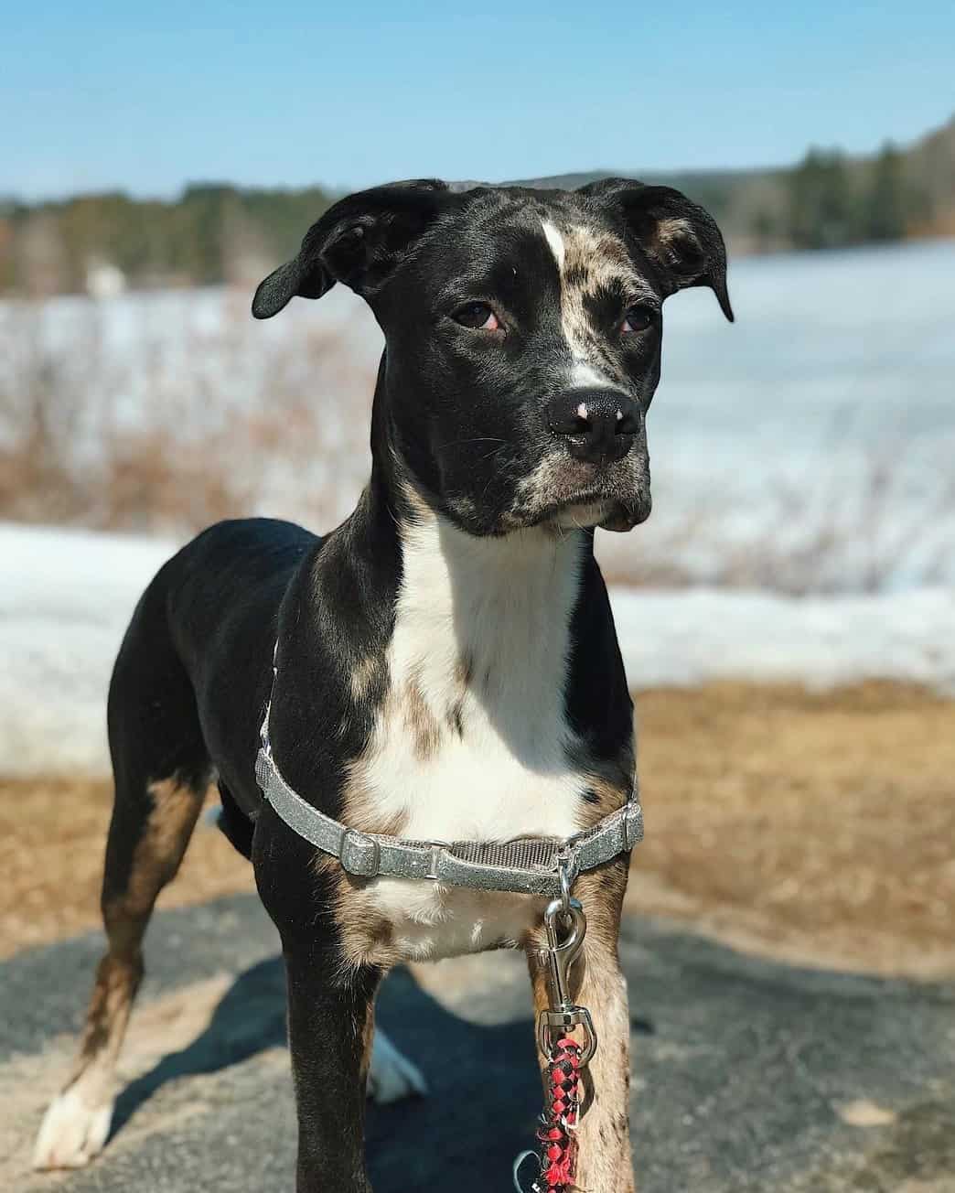 Catahoula Pitbull Mix (Pitahoula): Info, Pictures, Traits & Facts