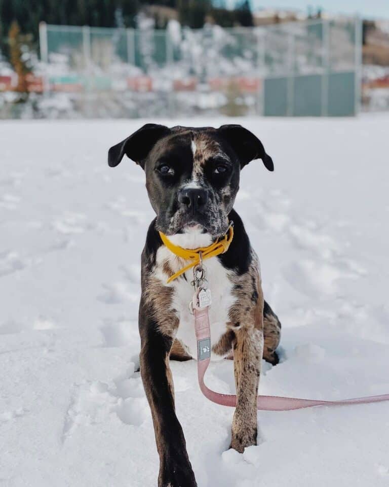 Catahoula Pitbull Mix (Pitahoula): Info, Pictures, Traits & Facts